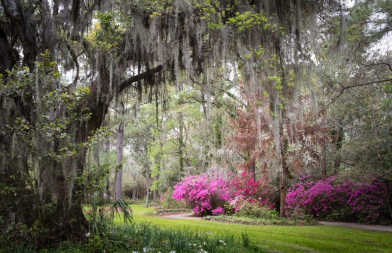 7 Best Destinations for Spring Flowers
